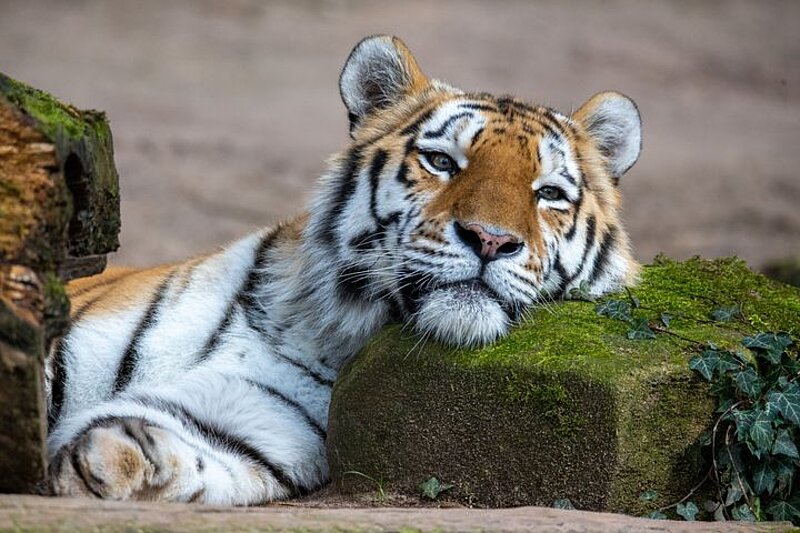 tiergarten.nuernberg.de: Detail