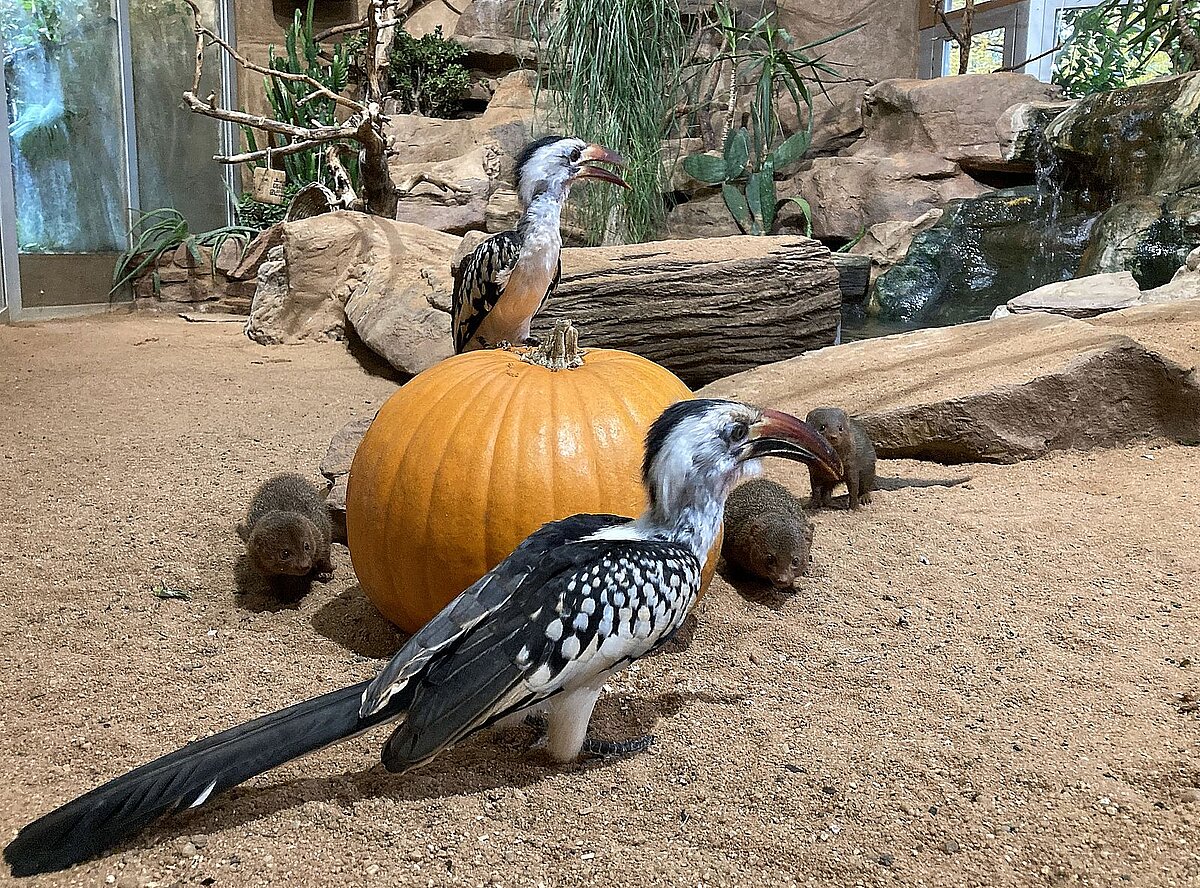 tiergarten.nuernberg.de: Detail