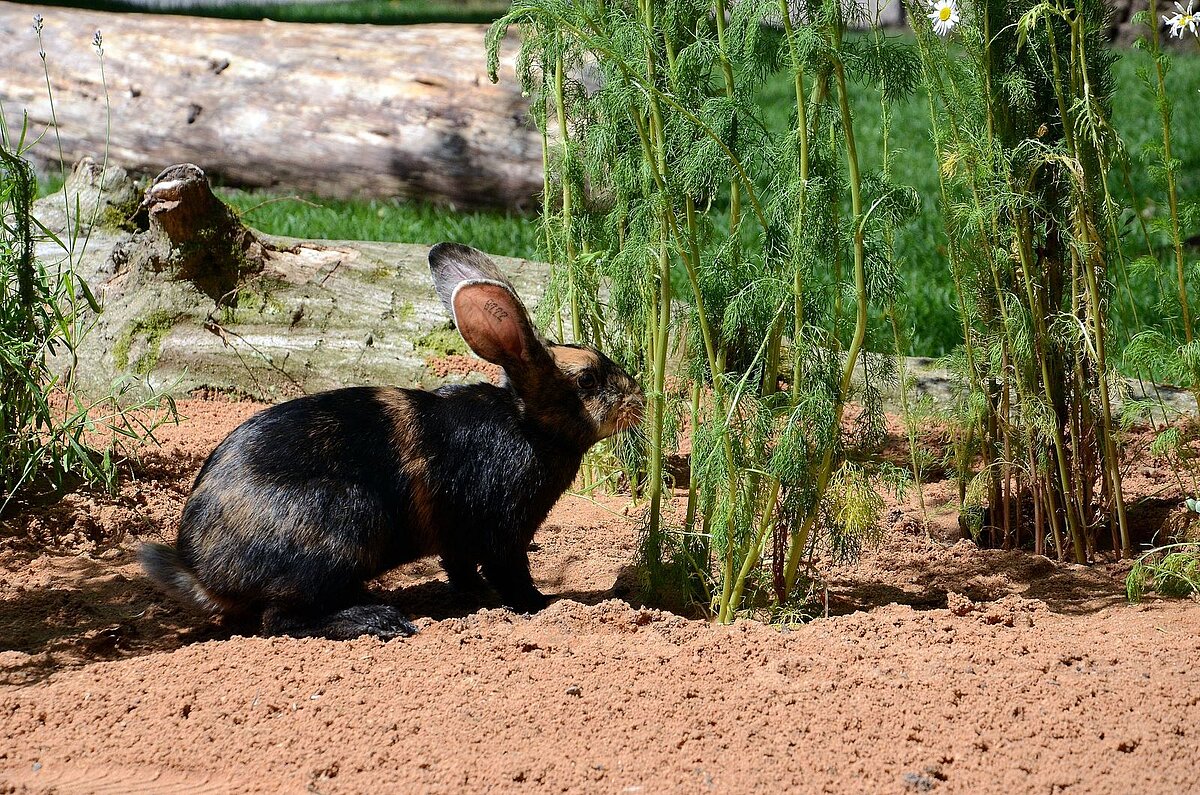 tiergarten.nuernberg.de: Detail